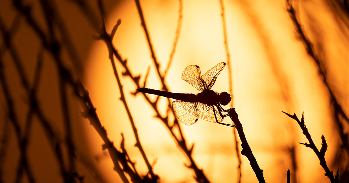 Soutěž Czech Nature Photo zahajuje výstava izraelského fotografa Boaze ...